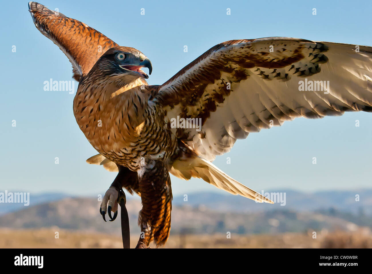 Ferruginous hawk tethered to handler's leather glove Stock Photo - Alamy