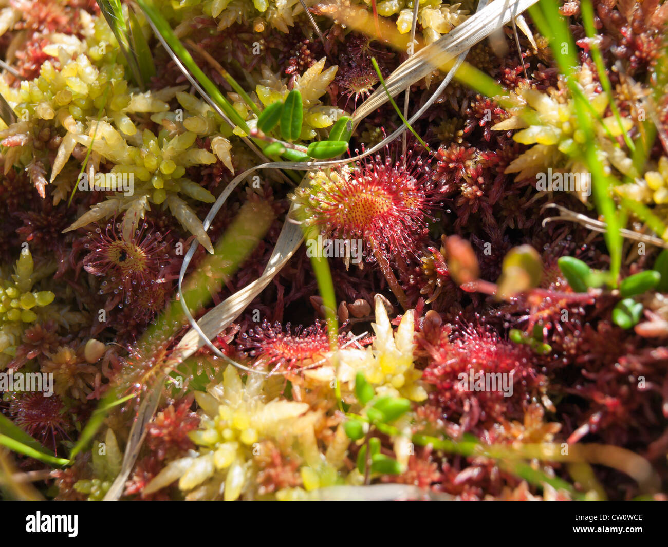 Round leaf sundew hi-res stock photography and images - Alamy