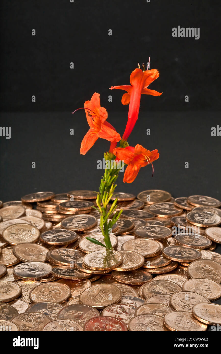 Gold coin plant hi-res stock photography and images - Alamy