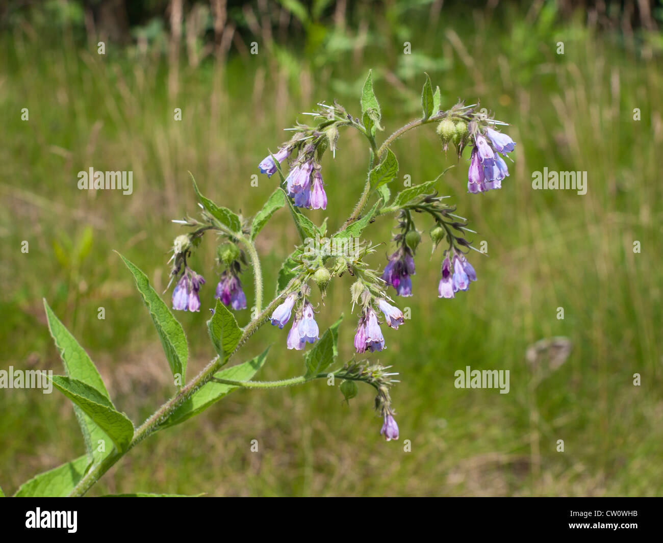 Asperum hi-res stock photography and images - Alamy