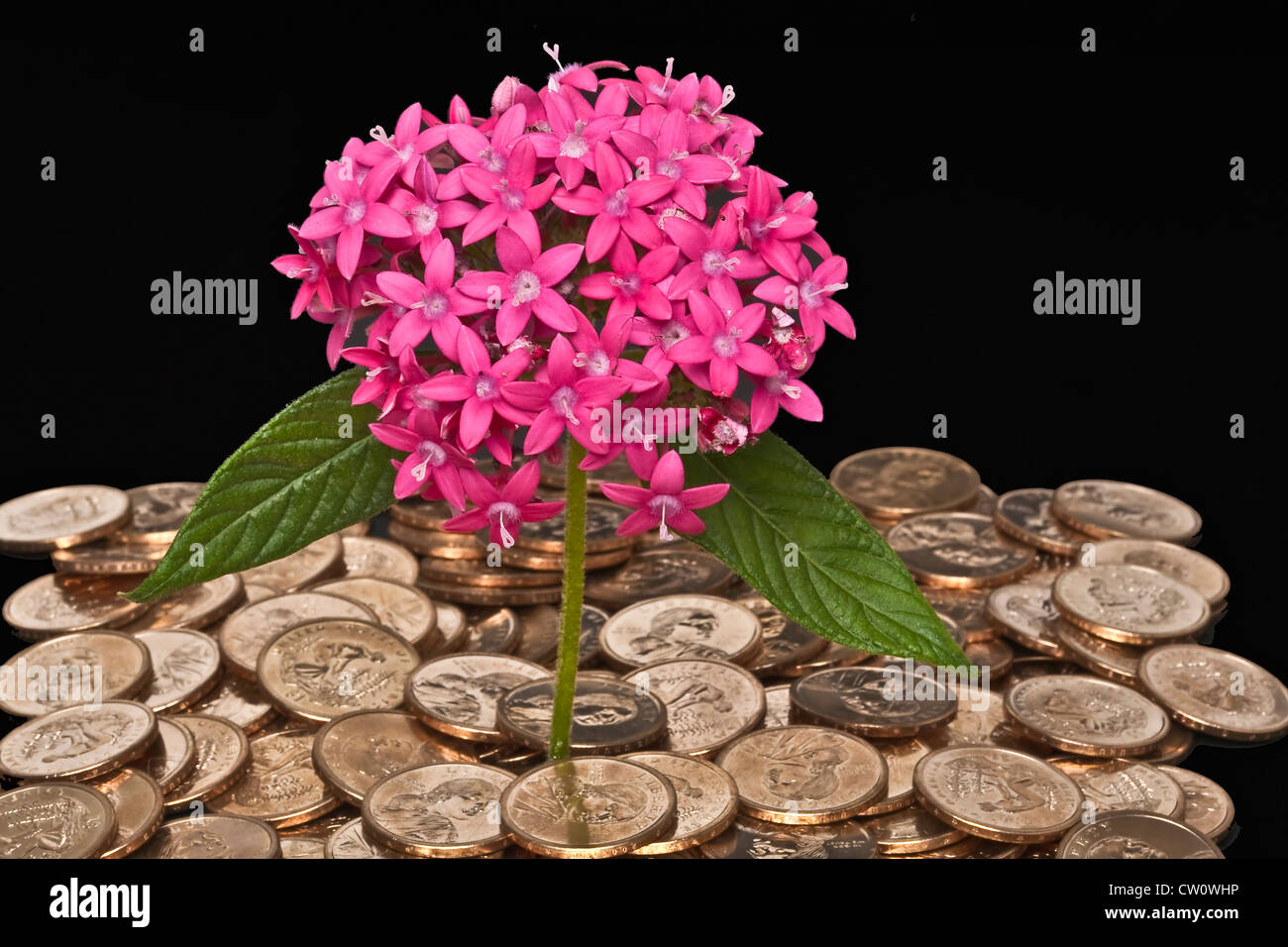 Deep pink flowers sprouting from pile of gold US dollar coins Stock ...