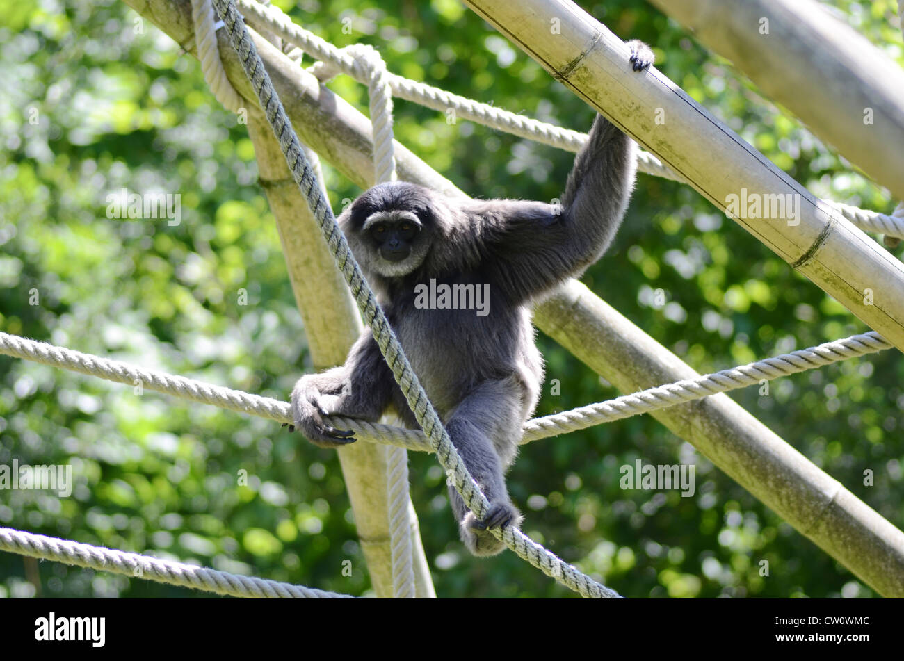 Monkey plays with the ropes Stock Photo - Alamy