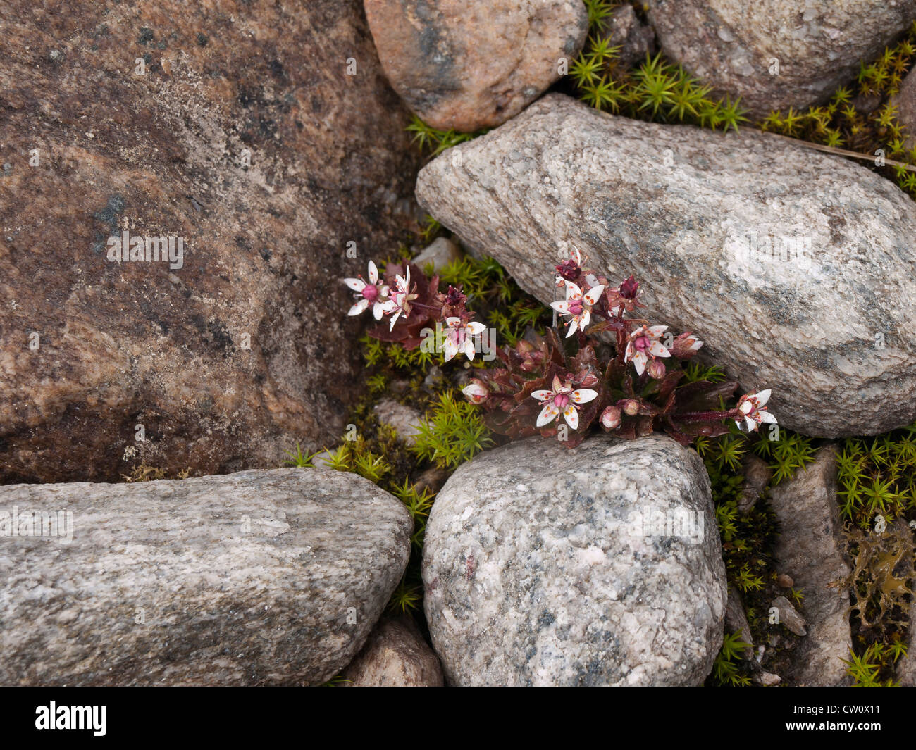 Starry saxifrage a small mountain flower in Dovrefjell national park ...
