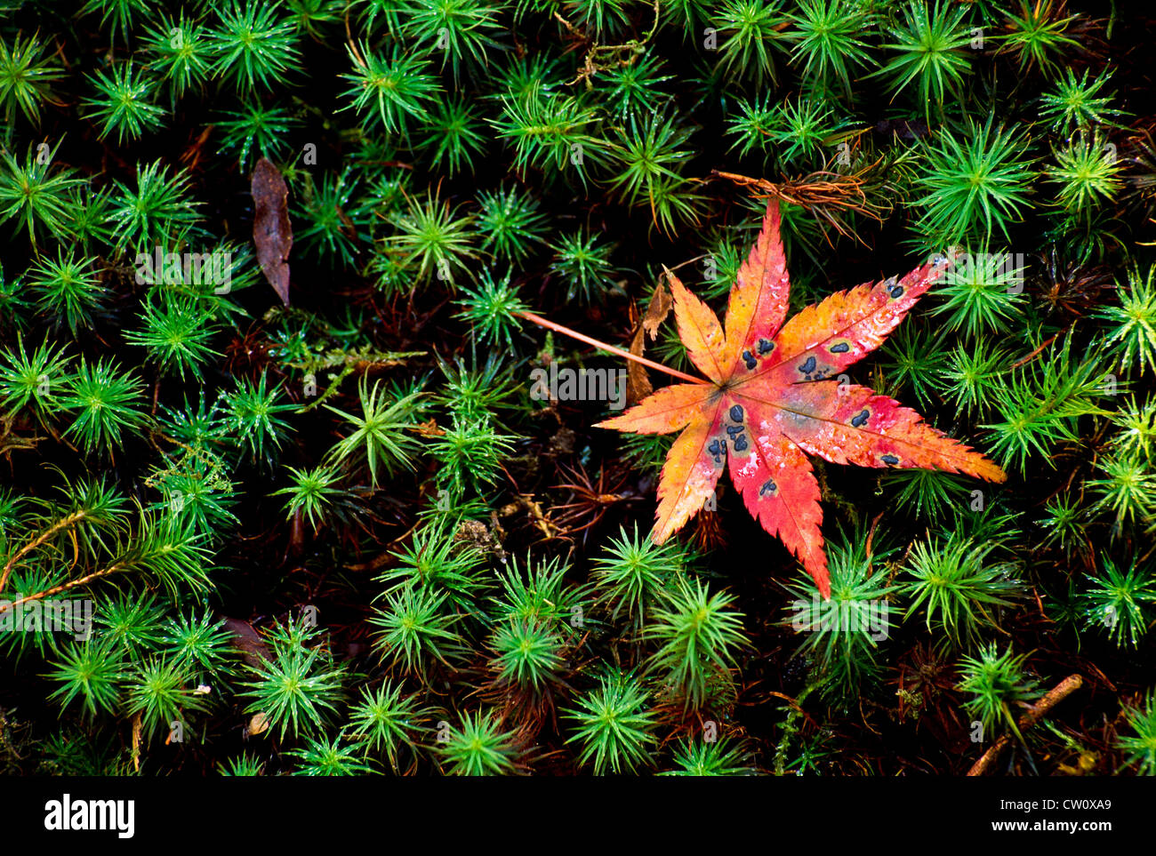Maple leaf in autumn in the garden of Sanzen-in (temple), Kyoto, Japan ...