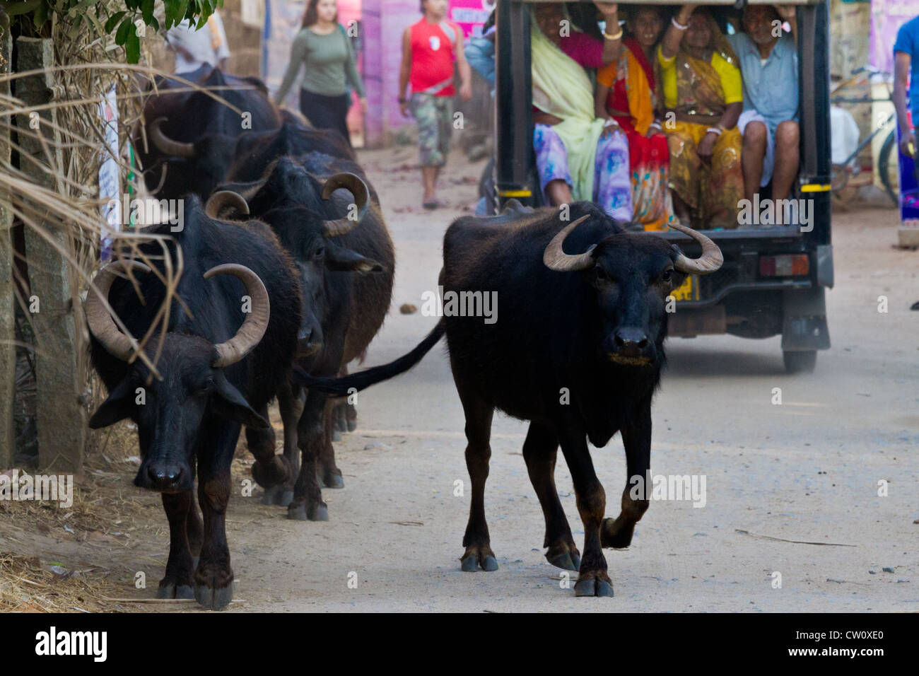 Buffalo in hampi hi-res stock photography and images - Alamy