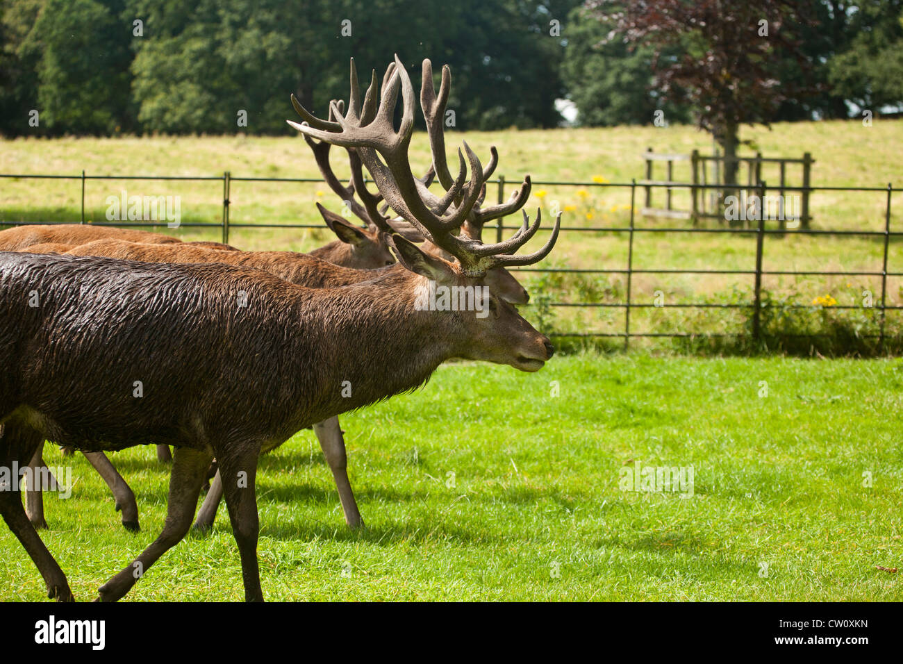 Red Deer together Stock Photo - Alamy