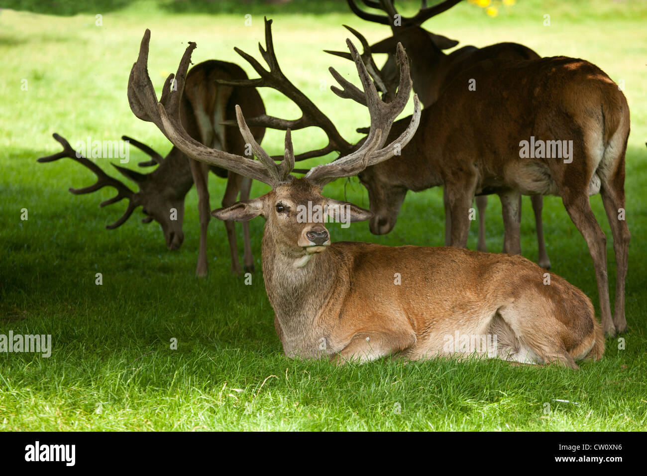 Red Deer resting Stock Photo - Alamy