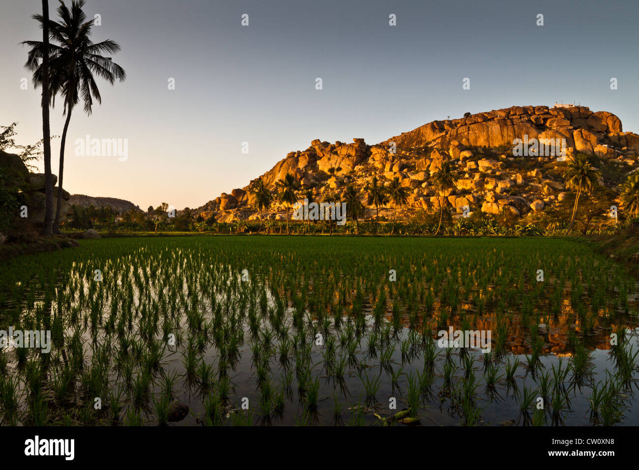 View of the Hanuman Temple in Hampi from the rice paddy fields below ...