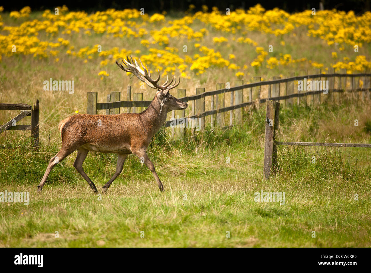 Red Deer running Stock Photo - Alamy