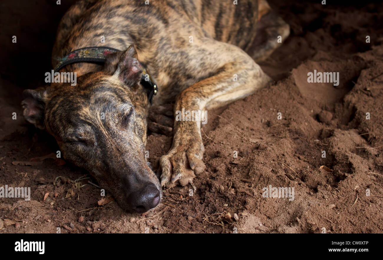 Brindle greyhound hi-res stock photography and images - Alamy