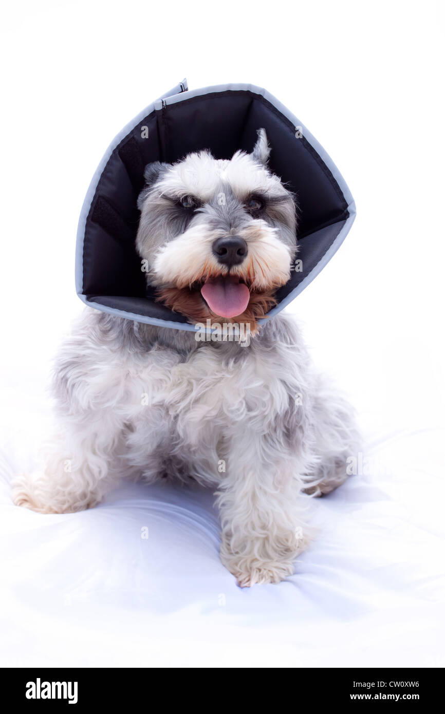 Schnauzer with protective collar Stock Photo - Alamy