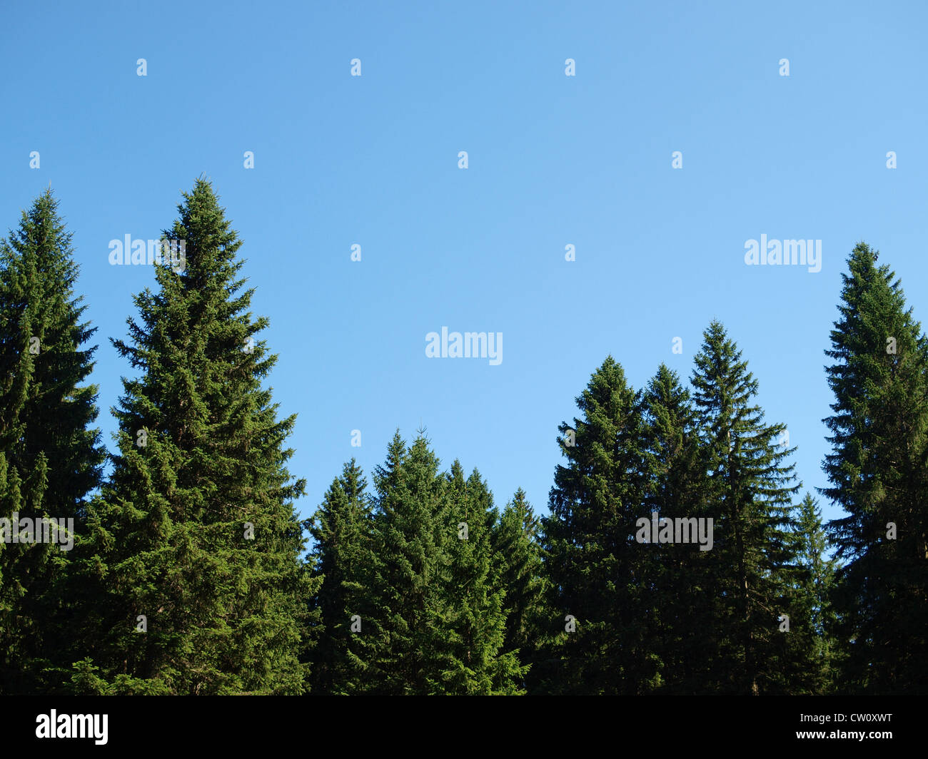 Deep fir hi-res stock photography and images - Alamy