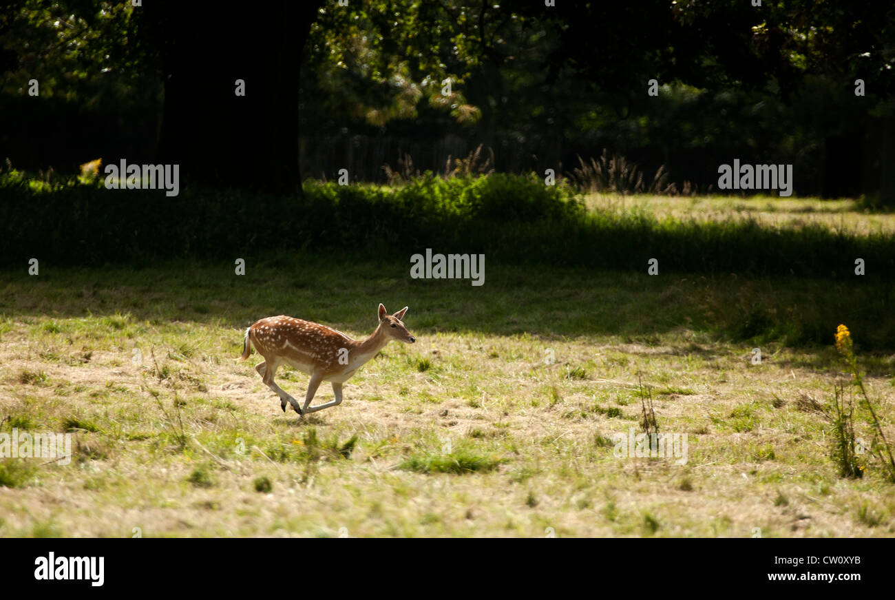 Fallow deer running Stock Photo - Alamy