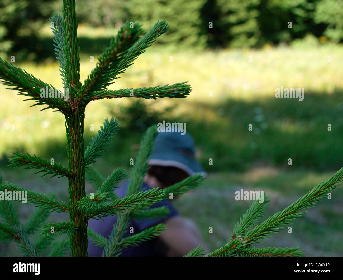 A girl crouching on a mountain meadow behind fir tree Stock Photo - Alamy