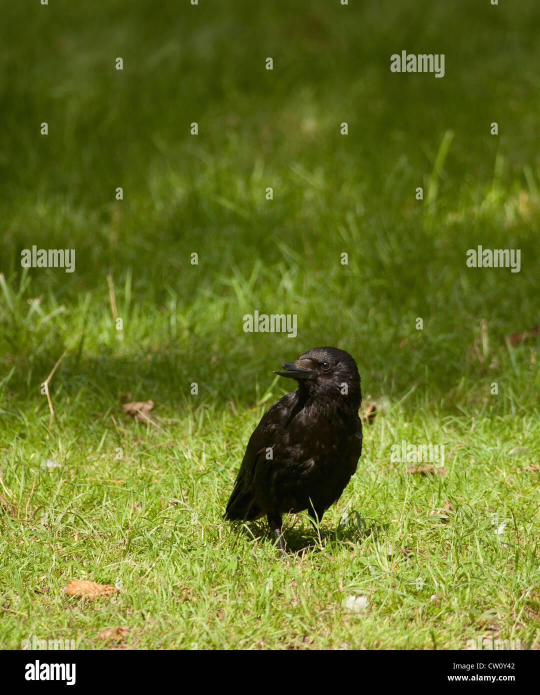 Crow with a broken upper mandible Stock Photo - Alamy