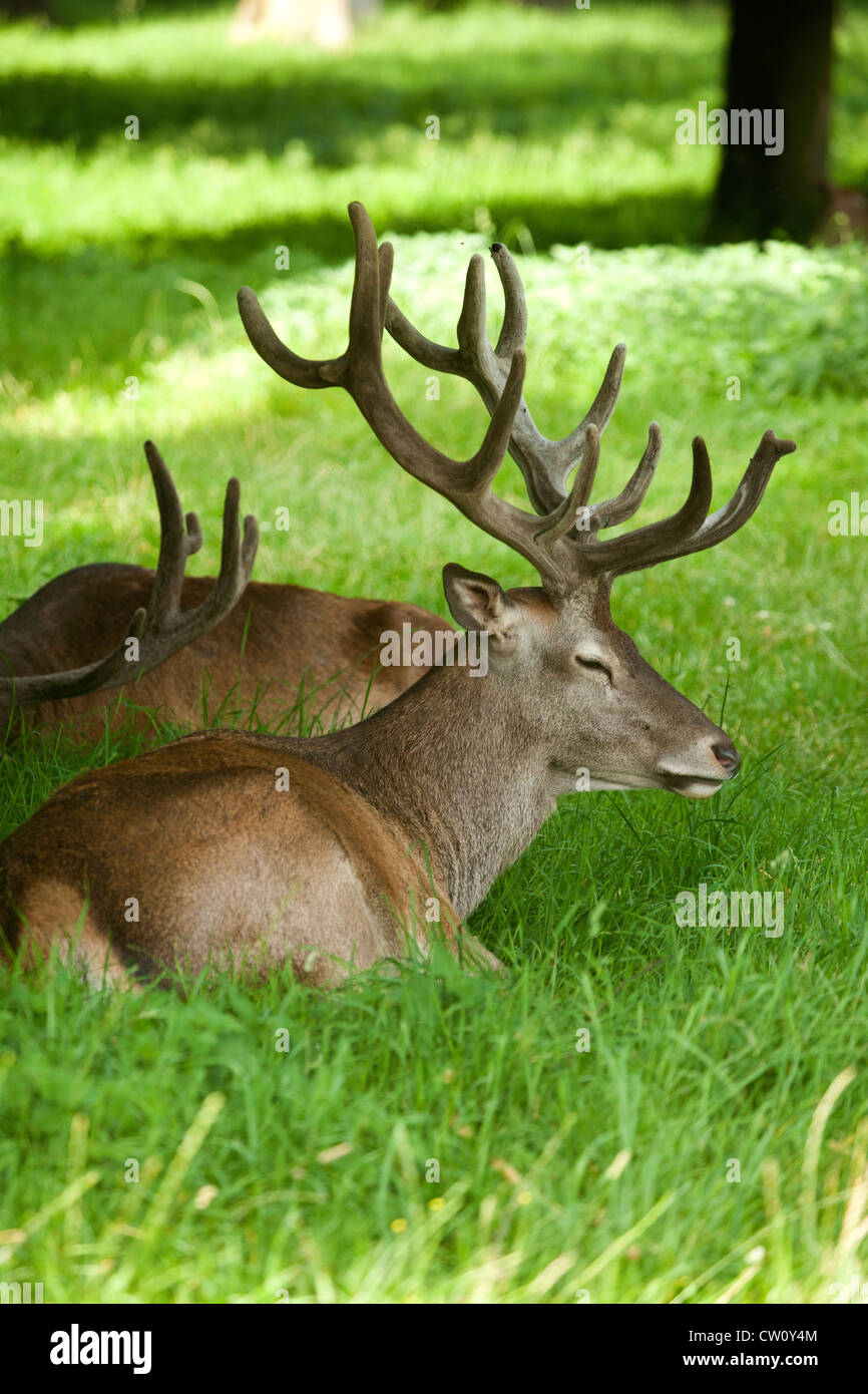 Red deer stag sleeping hi-res stock photography and images - Alamy