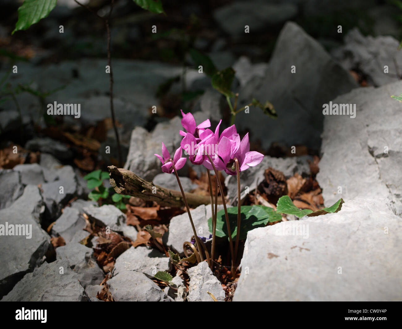 Cyclamen tuber hi-res stock photography and images - Alamy