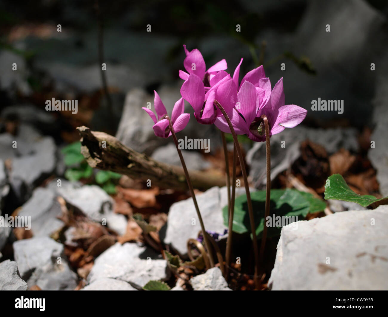 Cyclamen tuber hi-res stock photography and images - Alamy