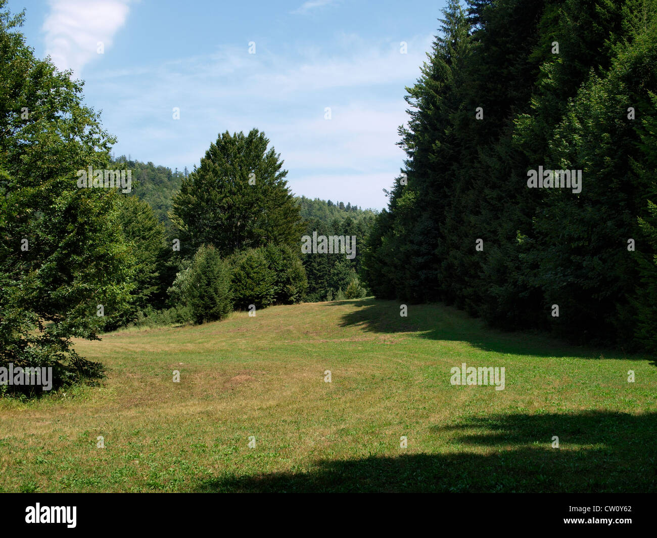 Meadow clearing wood hi-res stock photography and images - Alamy