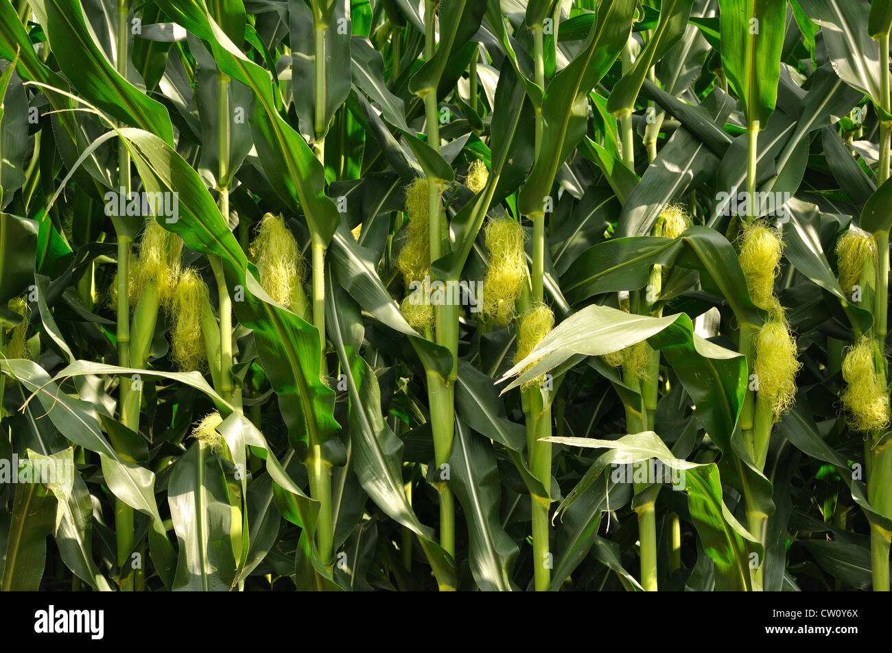 Amish corn, Pennsylvania, USA Stock Photo - Alamy