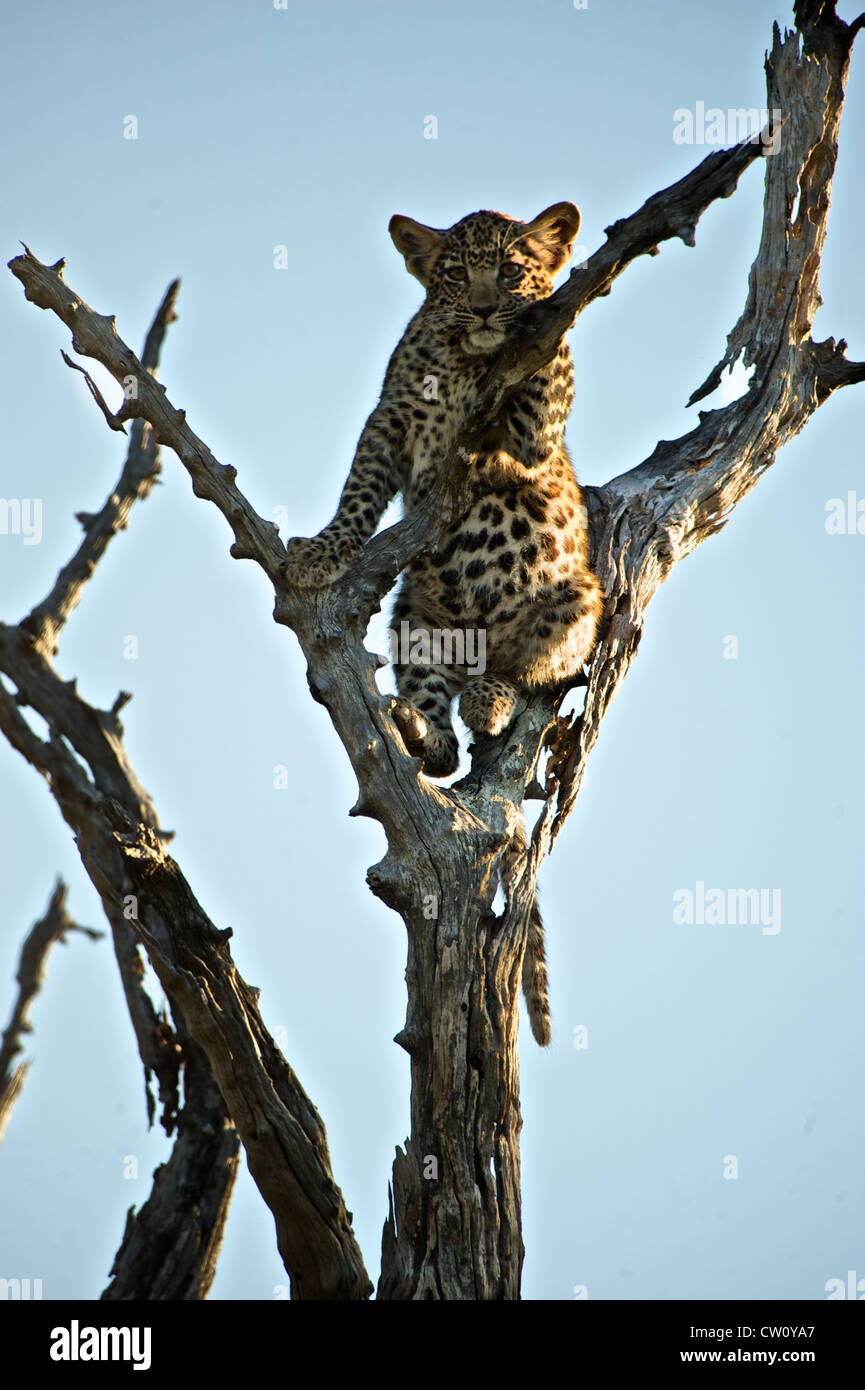 Leopard tree hi-res stock photography and images - Alamy