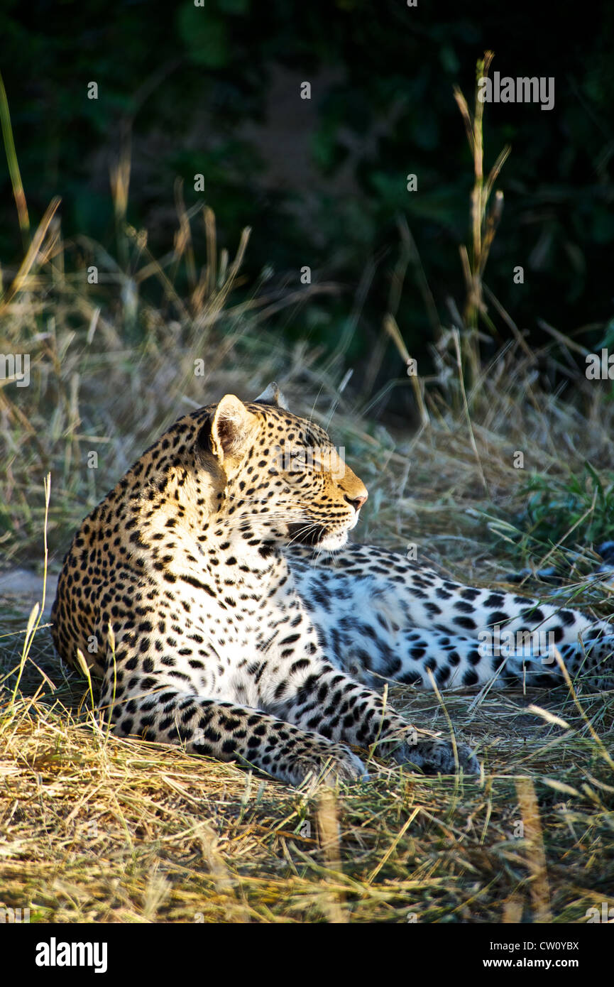 Leopard .Botswana, Africa Stock Photo - Alamy