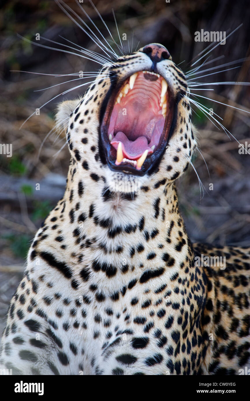 Leopard .Botswana, Africa Stock Photo - Alamy