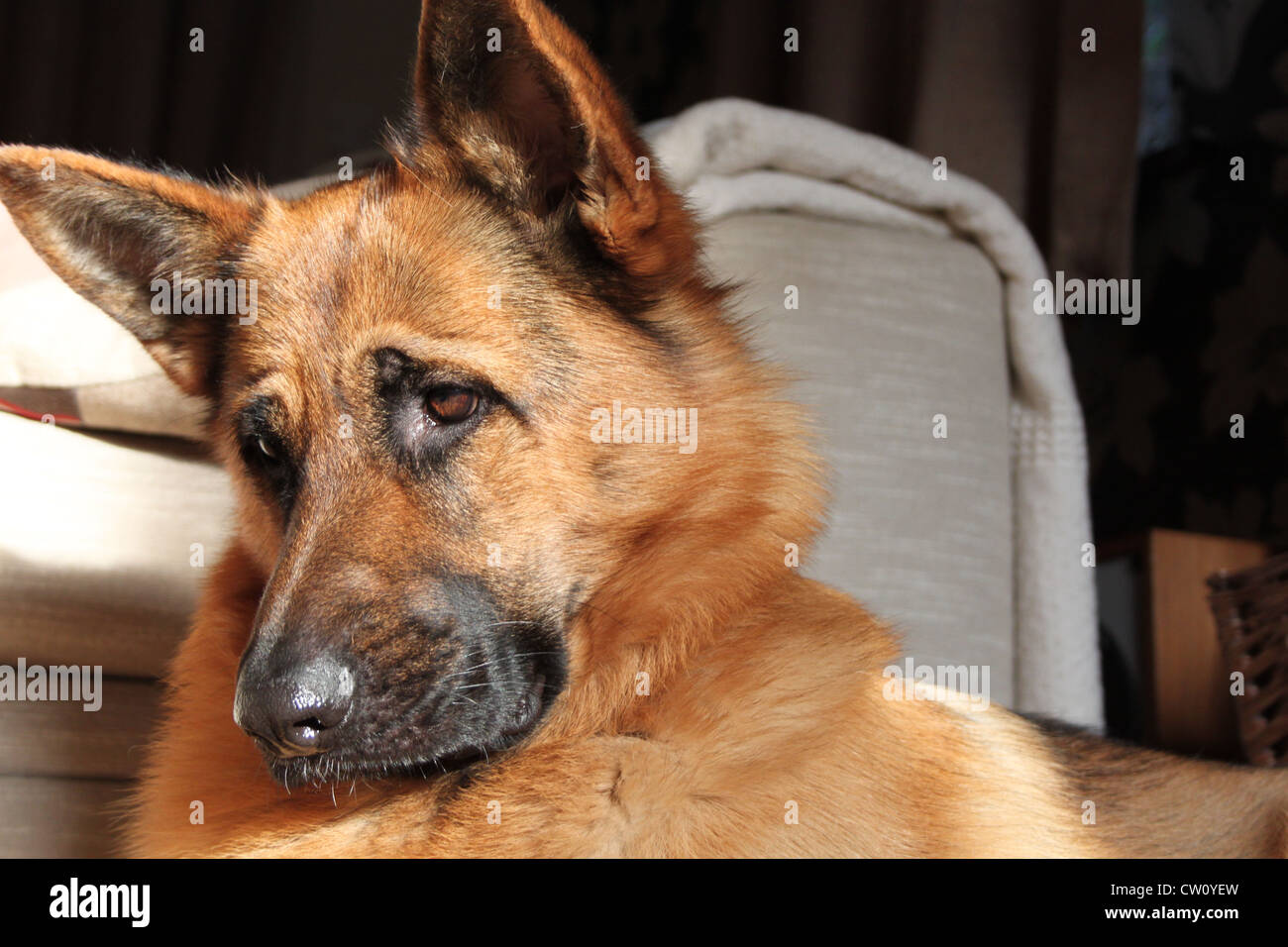 German Shepherd in the sun Stock Photo - Alamy