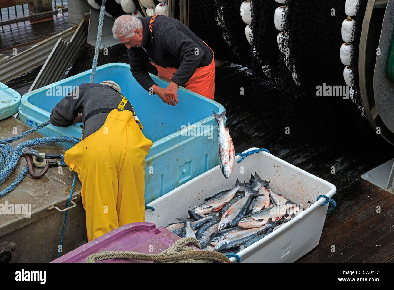 Wild caught salmon are unloaded from a commercial fishing vessel in ...