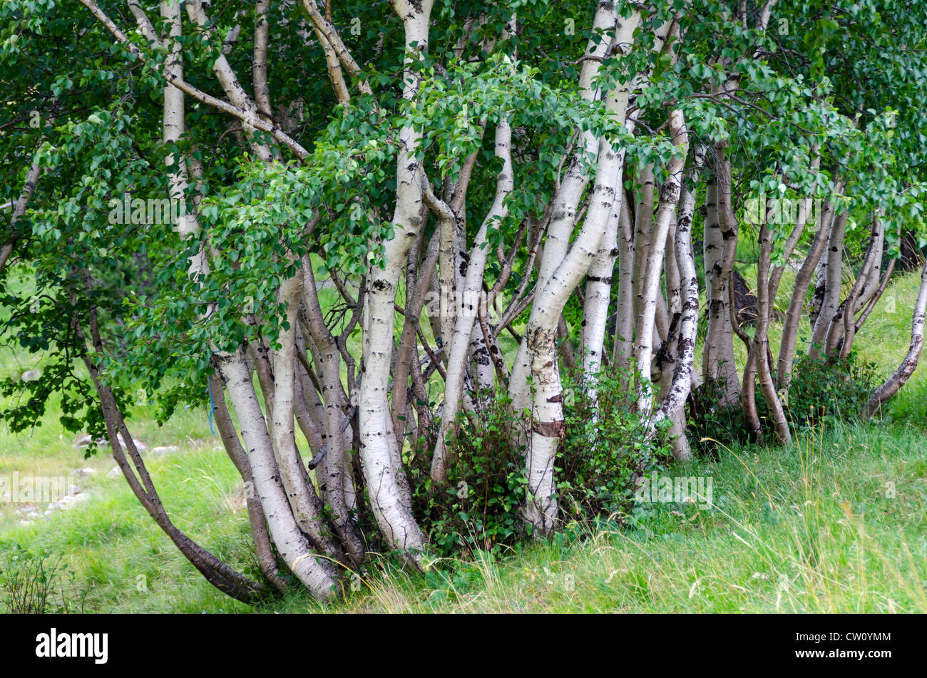 clump of birch trees in Italy Stock Photo - Alamy