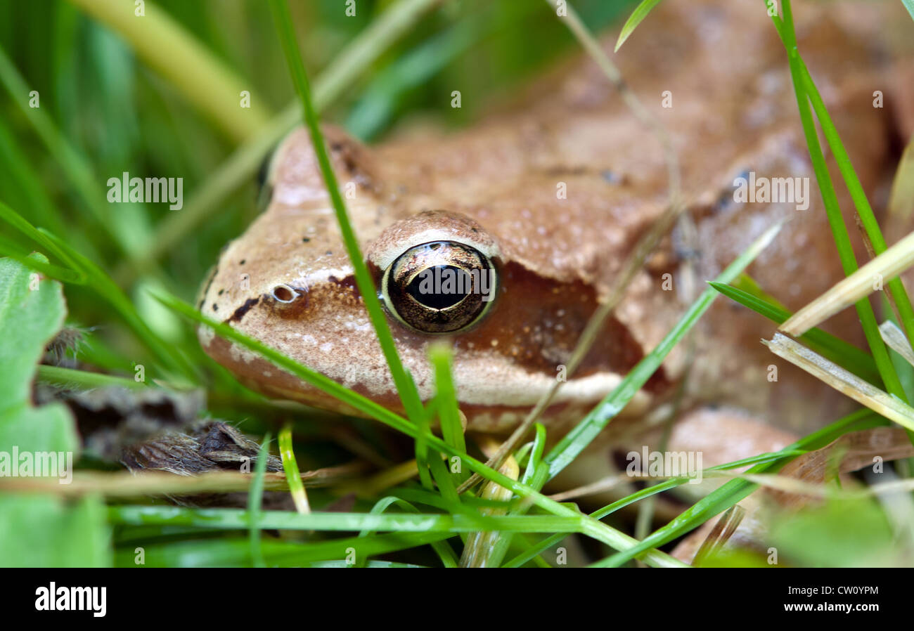 a brown frog close up Stock Photo - Alamy