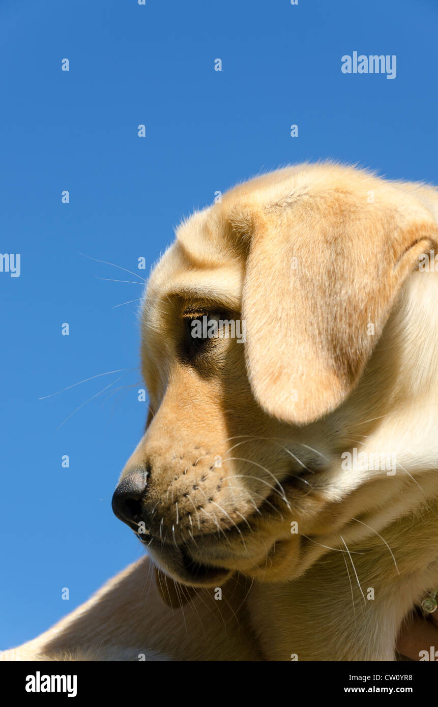 labrador puppy with blue sky Stock Photo - Alamy