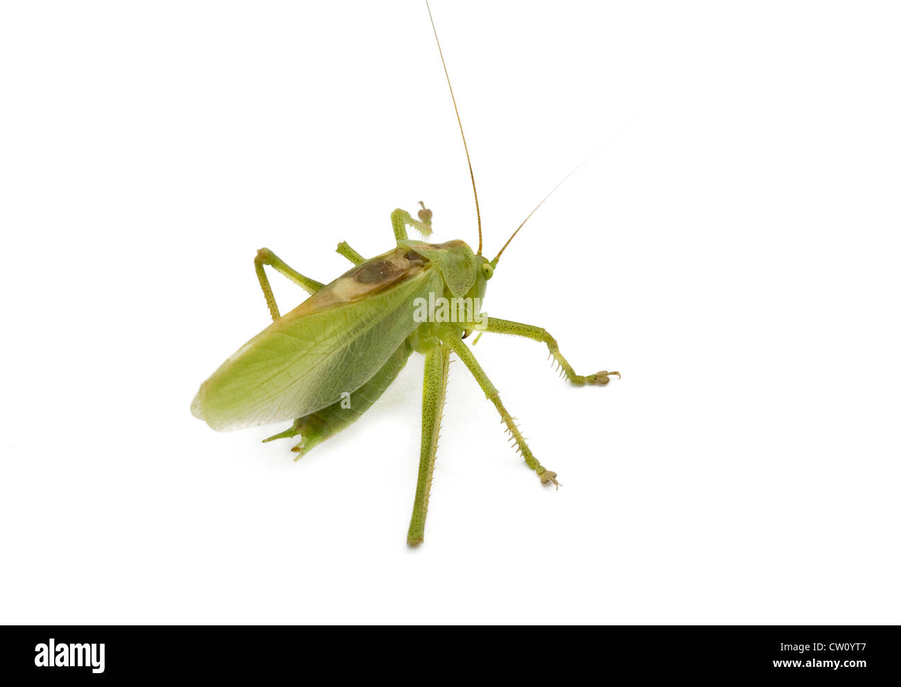 grasshopper from side on white background Stock Photo - Alamy