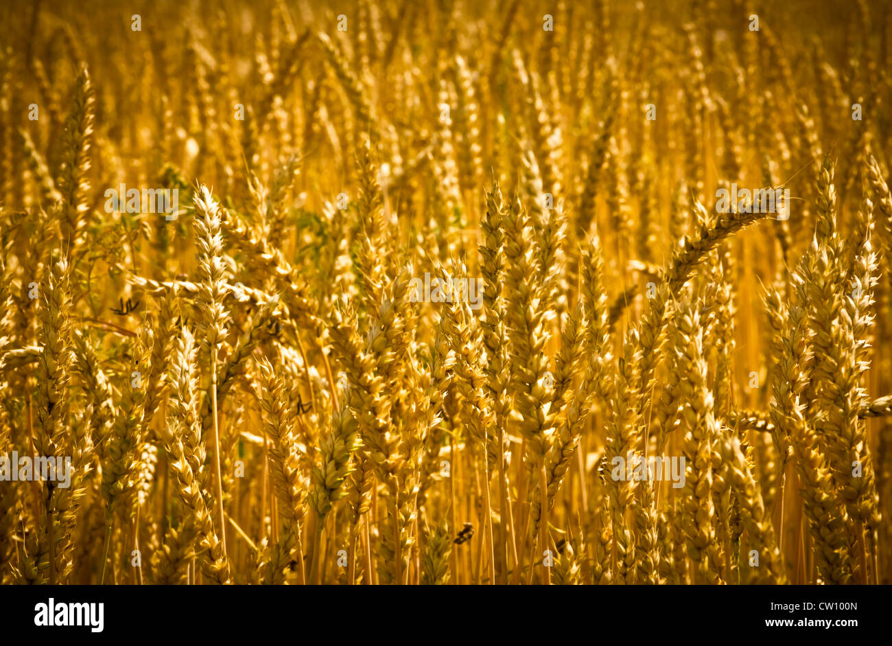 Golden wheat field background Stock Photo - Alamy