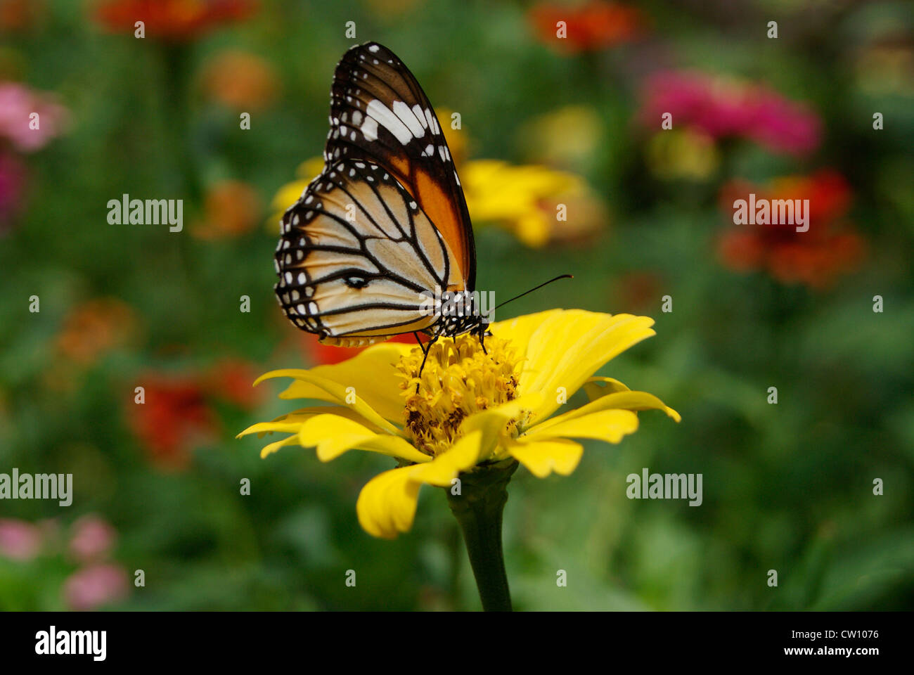 Butterfly on flower garden enjoying sucking honey Stock Photo - Alamy
