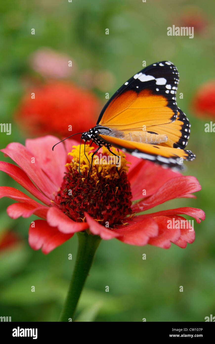 Butterfly sucking Honey from the Beautiful Dahlia flower.Closeup View ...