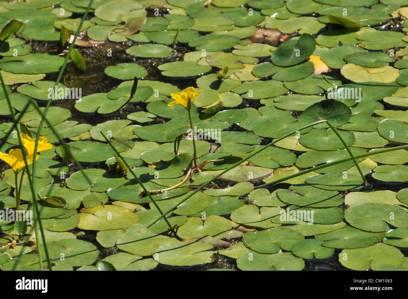 Lilly Pads High Resolution Stock Photography and Images - Alamy