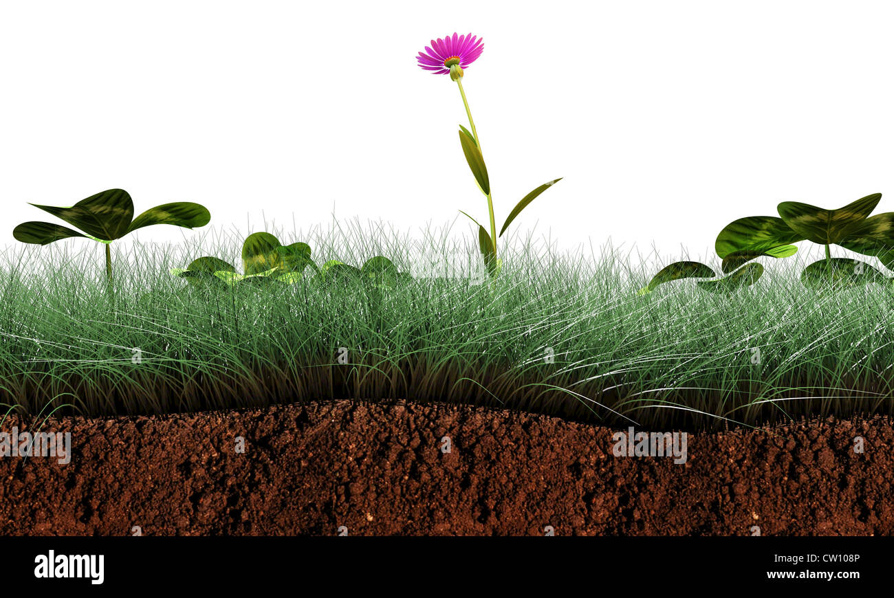grass section isolated on white background Stock Photo - Alamy
