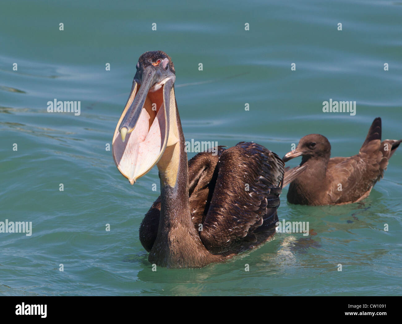 Brown Pelican with Empty Gular Pouch Stock Photo - Alamy