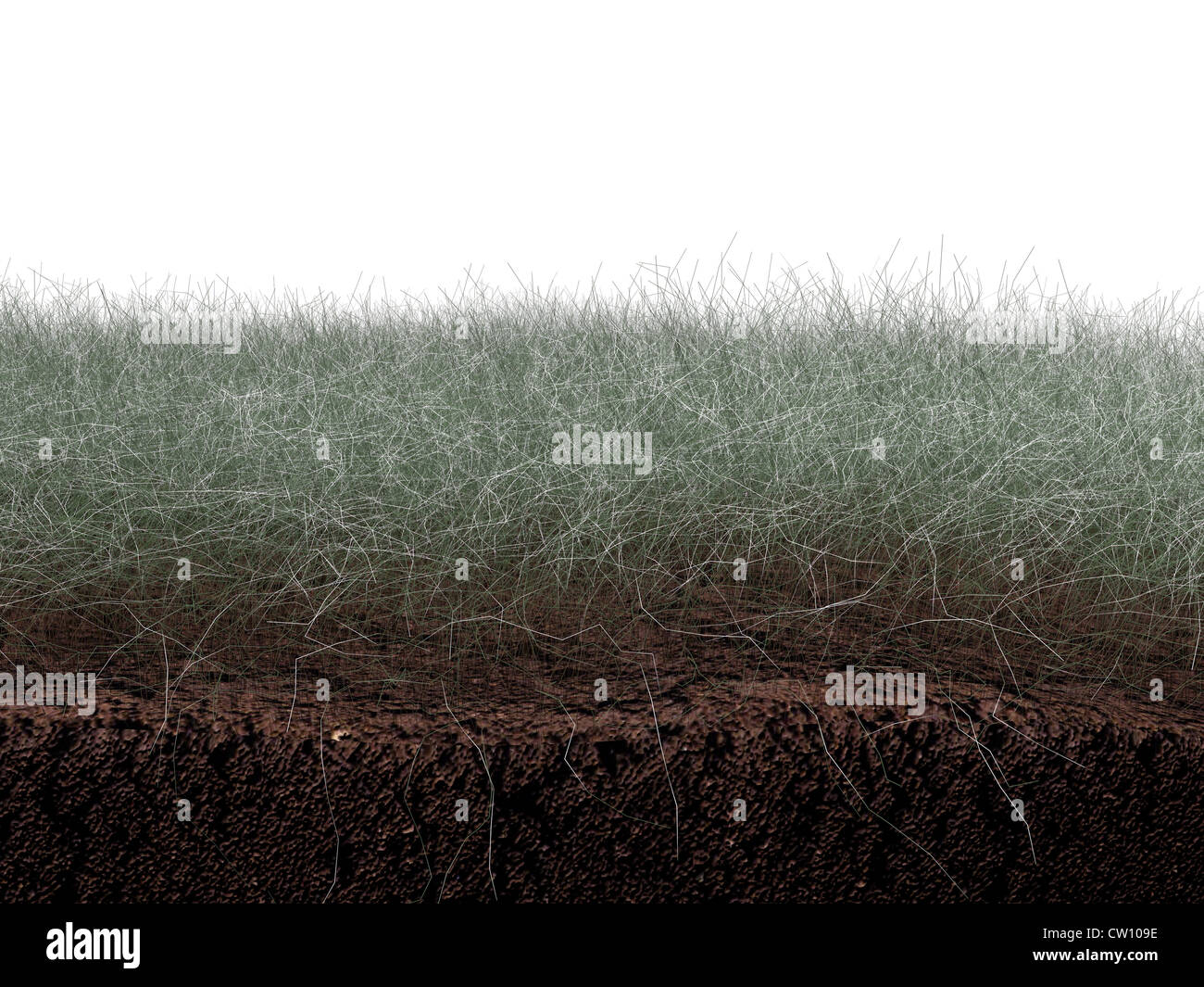 grass section isolated on white background Stock Photo - Alamy