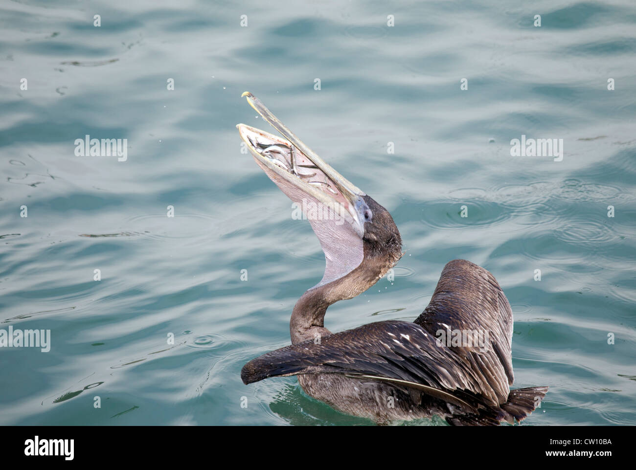 Brown Pelican with Gular Pouch full of Fish Stock Photo - Alamy