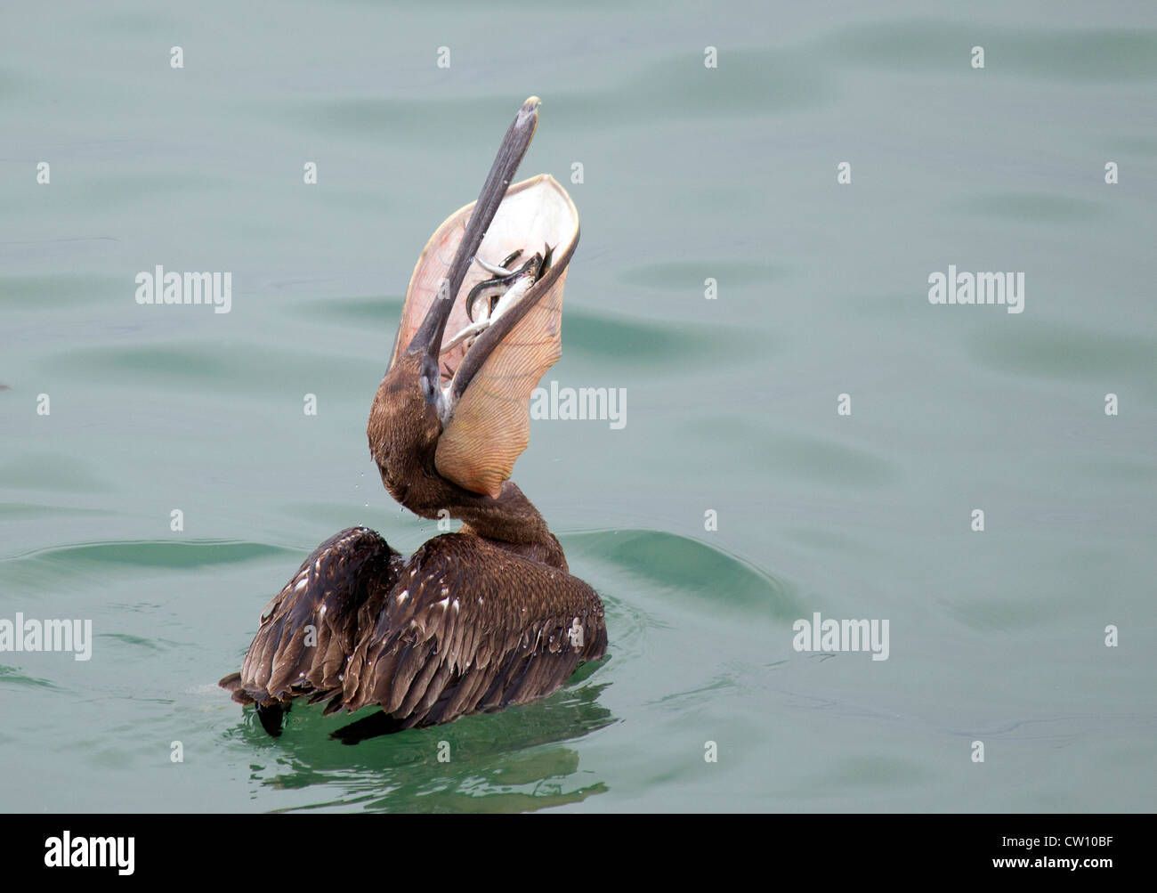 Brown Pelican with Gular Pouch full of Fish Stock Photo - Alamy
