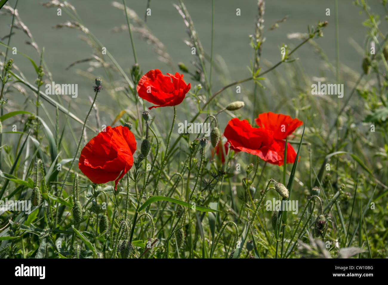 Close up of three red poppies Stock Photo - Alamy