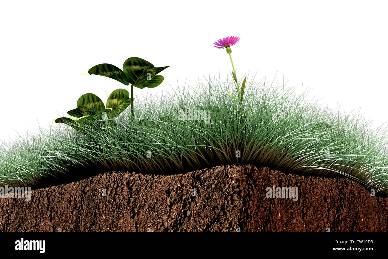 grass section isolated on white background Stock Photo - Alamy