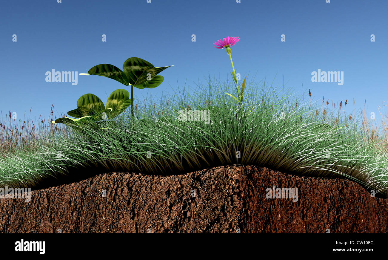 grass section isolated on white background Stock Photo - Alamy