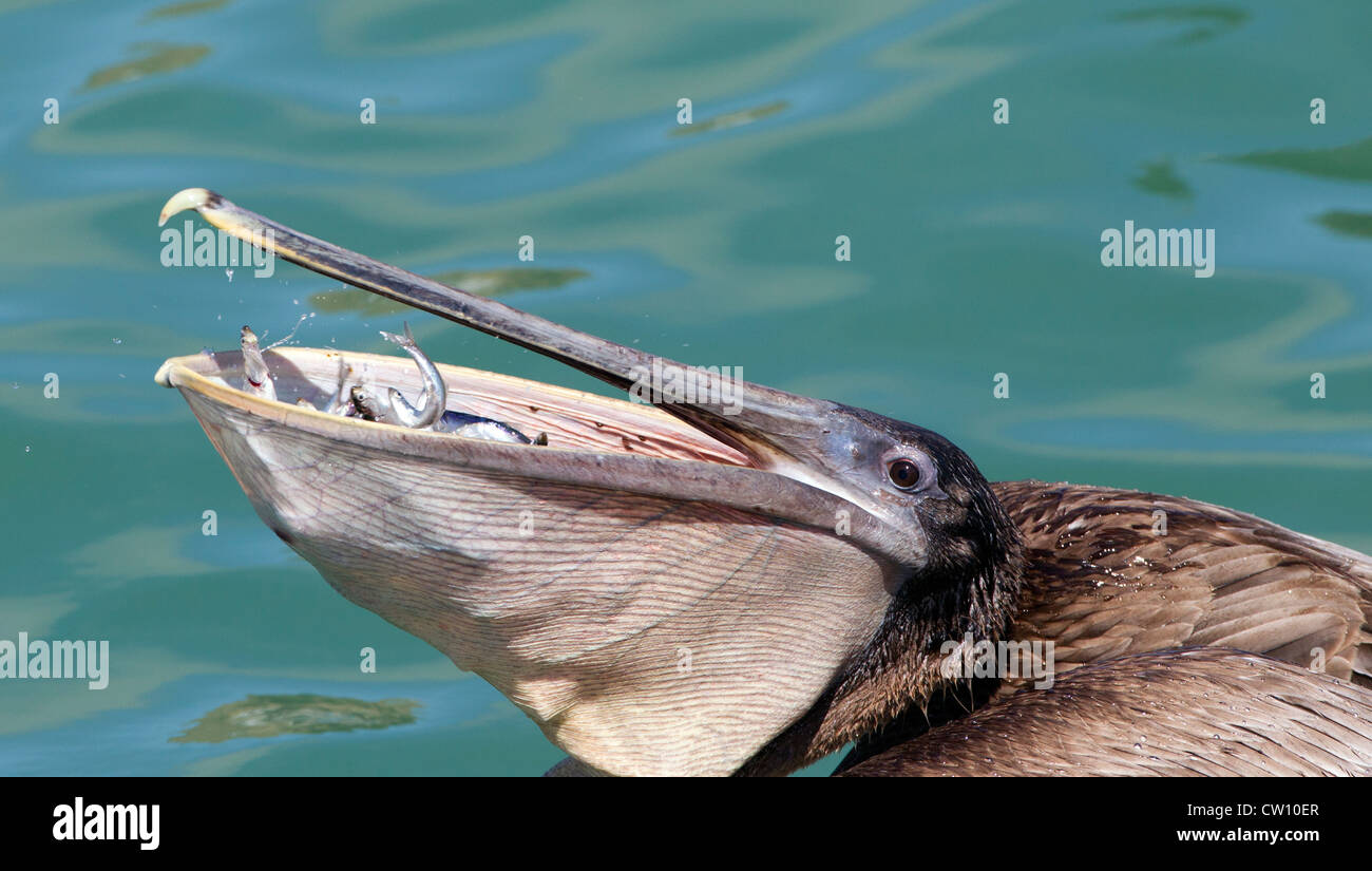Brown pelican with fish hi-res stock photography and images - Alamy
