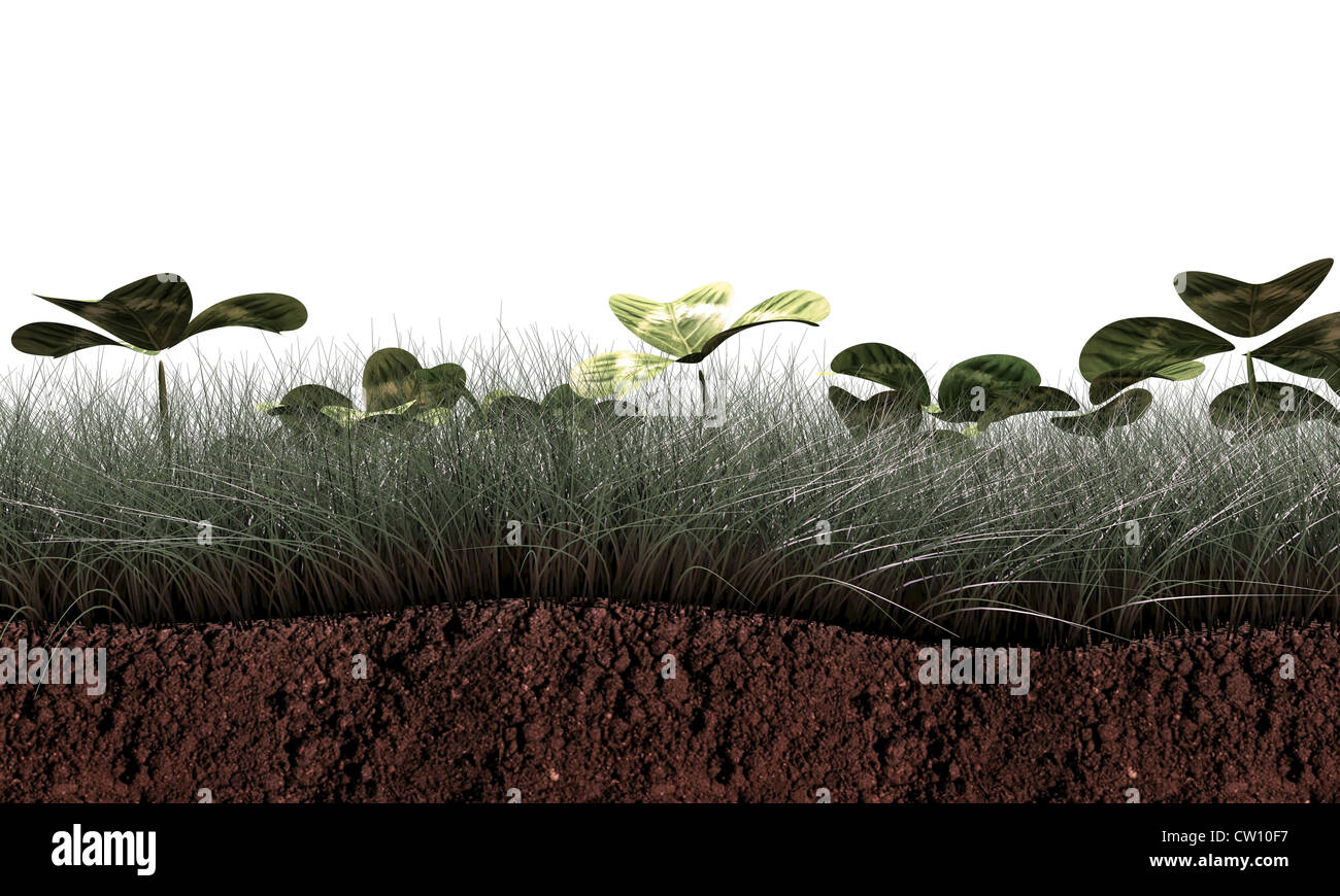 grass section isolated on white background Stock Photo - Alamy
