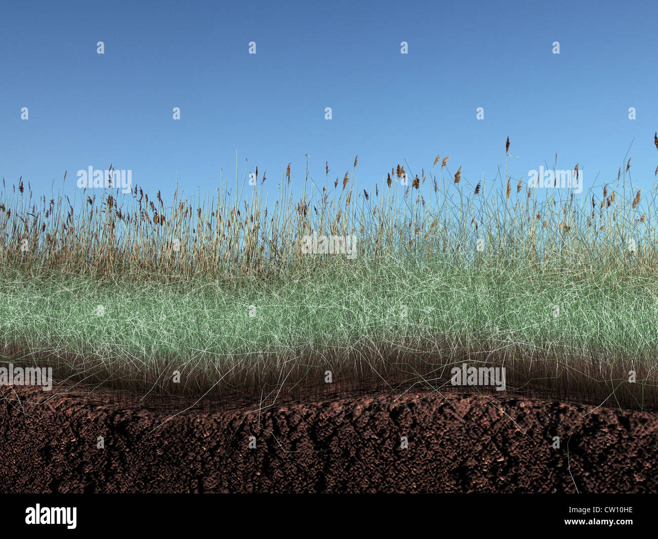grass and soil section isolated on white background Stock Photo - Alamy
