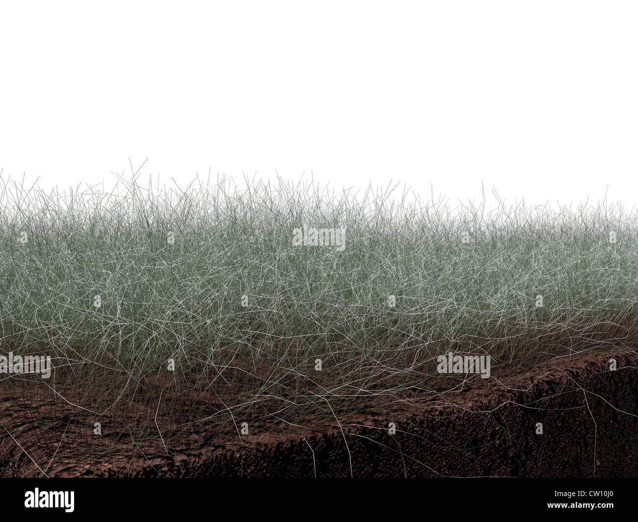 Cross section view plant roots hi-res stock photography and images - Alamy