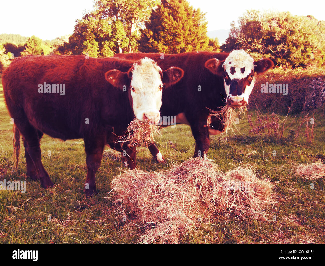 Cows eating hay Stock Photo - Alamy